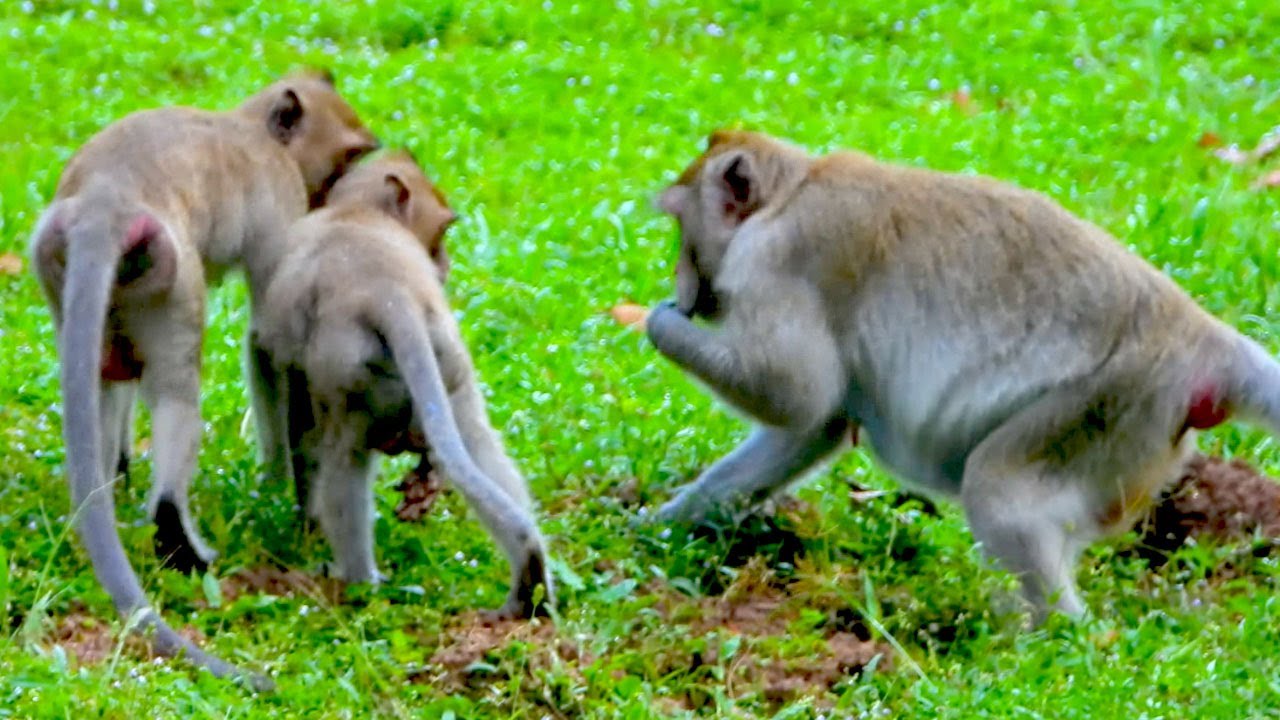 Smart Monkey Mom Jane Teaches Jonna and Jazzy the Ways of the Wild - YouTube