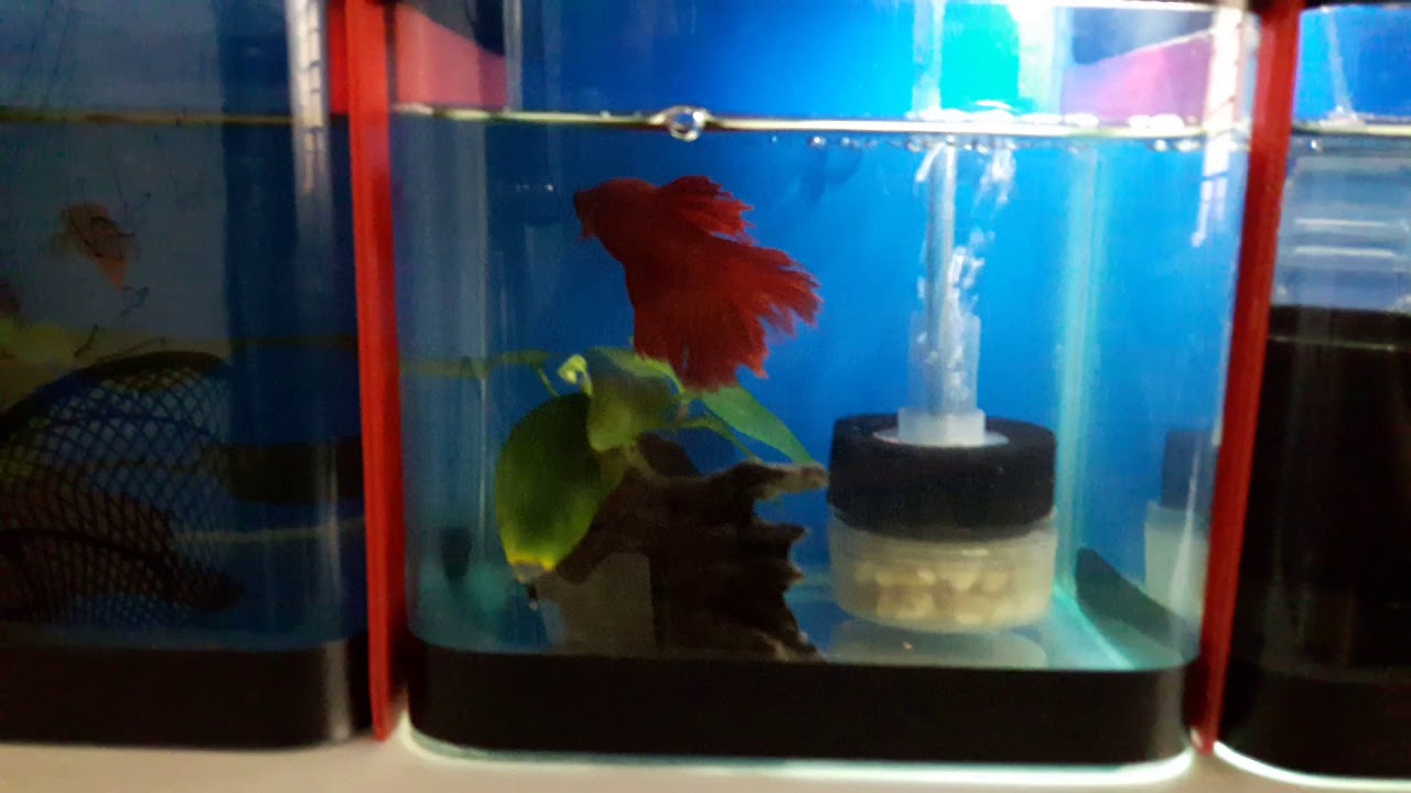 Ikan laga merah si comel - YouTube