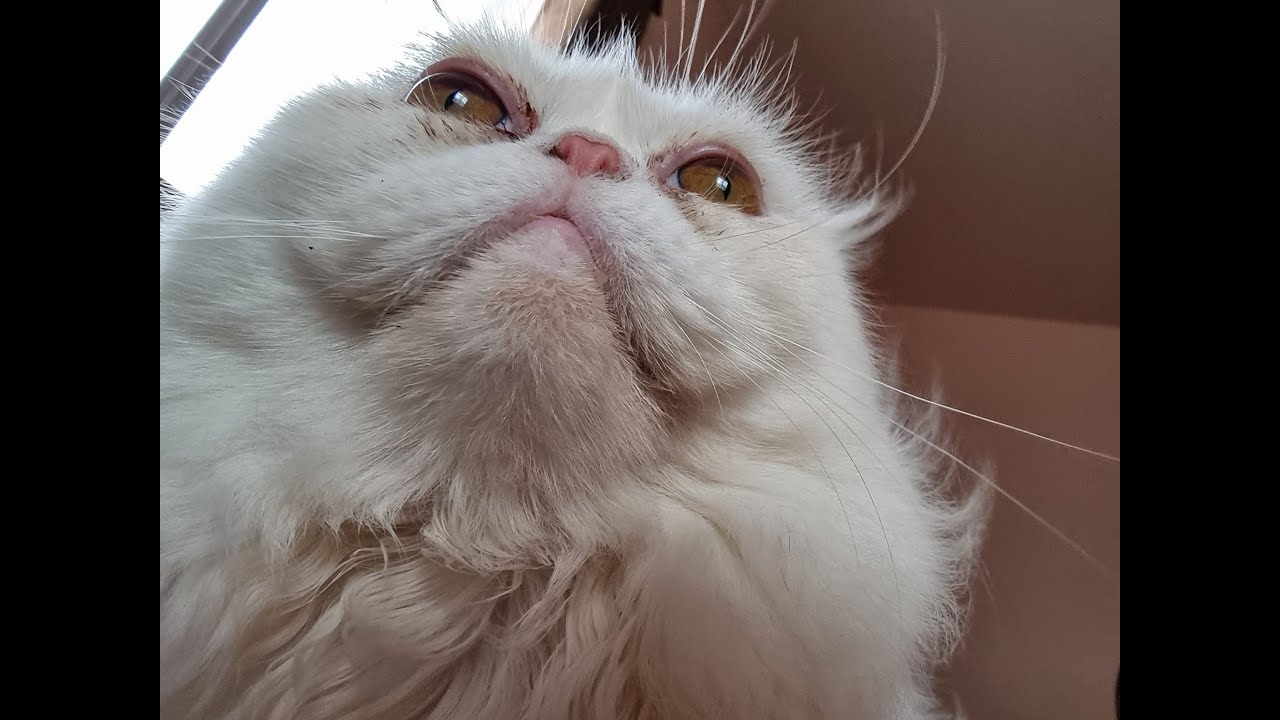 God Strength!! How to use Sword of Crom - Conan Exiles : Age of ...