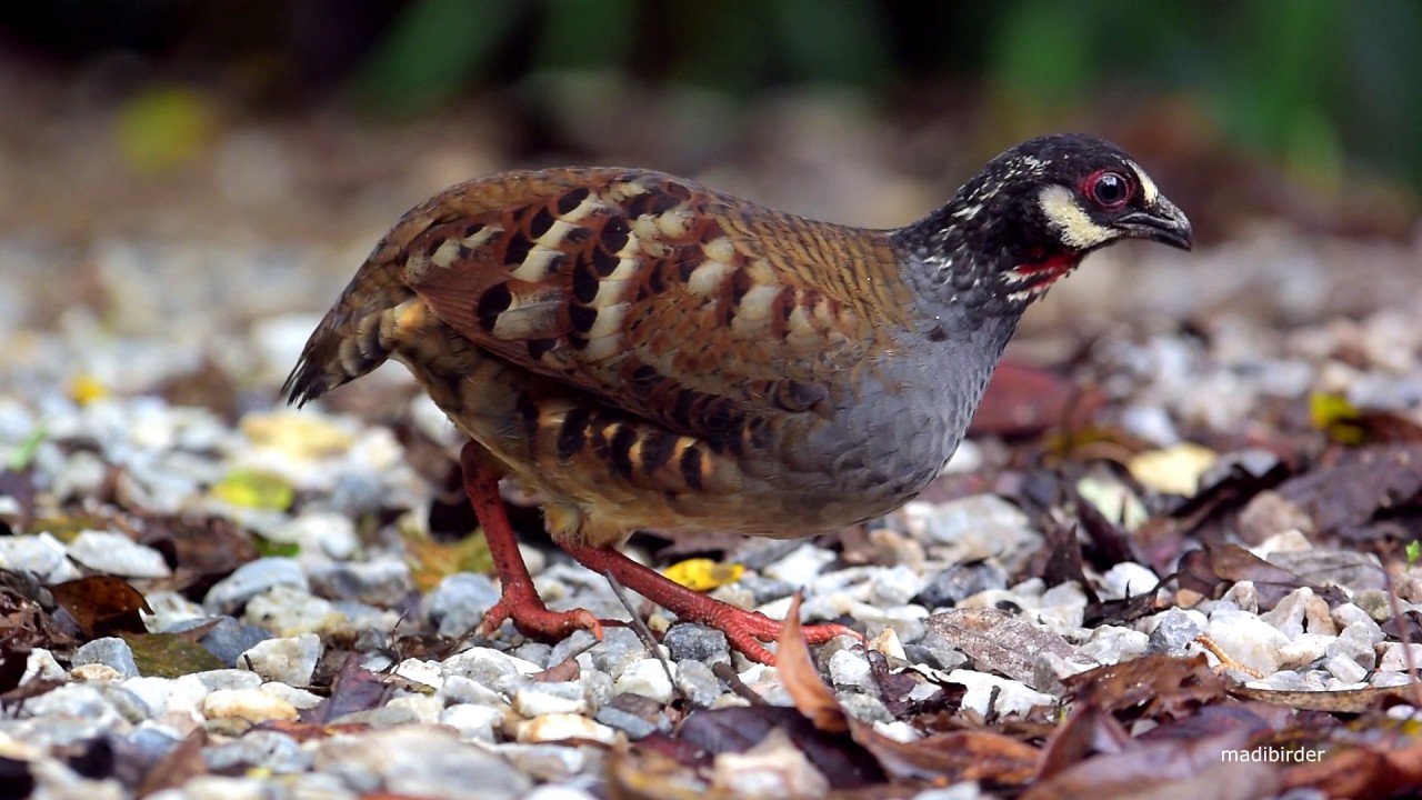 Malayan Partridge - YouTube