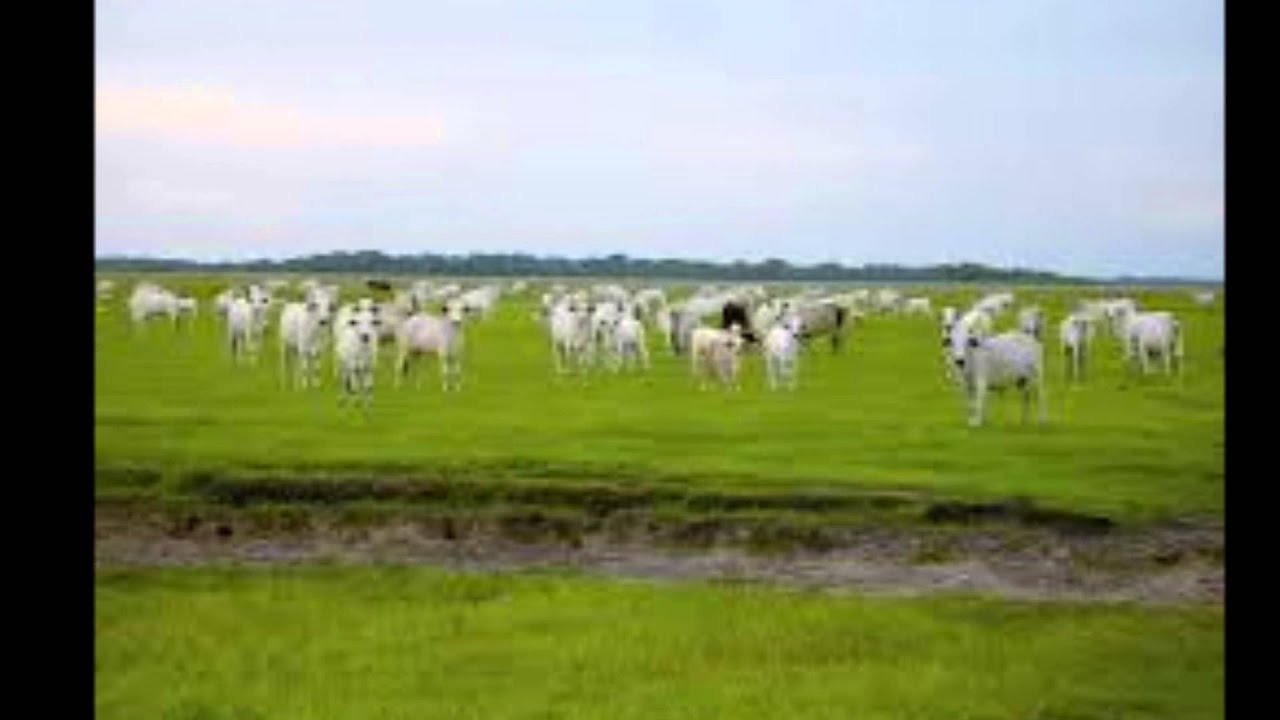 Quisiera hablar contigo... Cantada por: ISRAEL NARVAEZ El Polifacetico ...