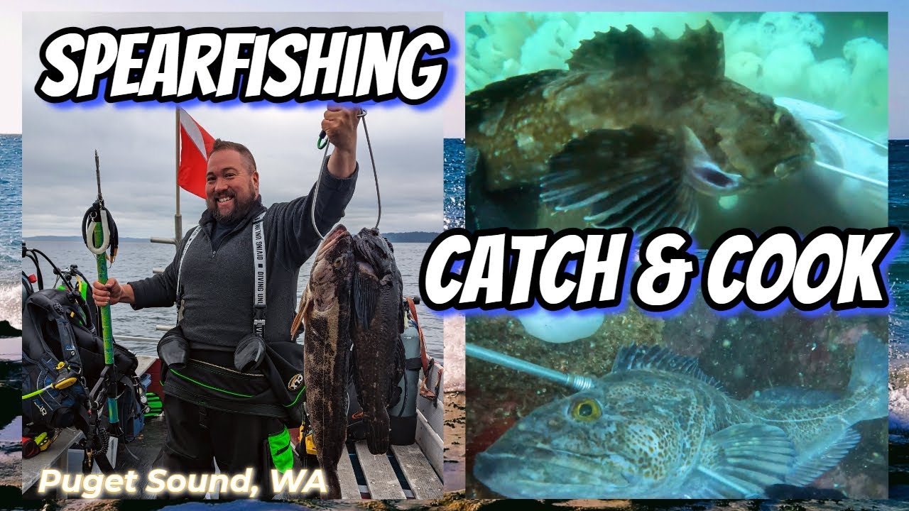 Spear Fishing Catch and Cook Puget Sound WA 4K - YouTube