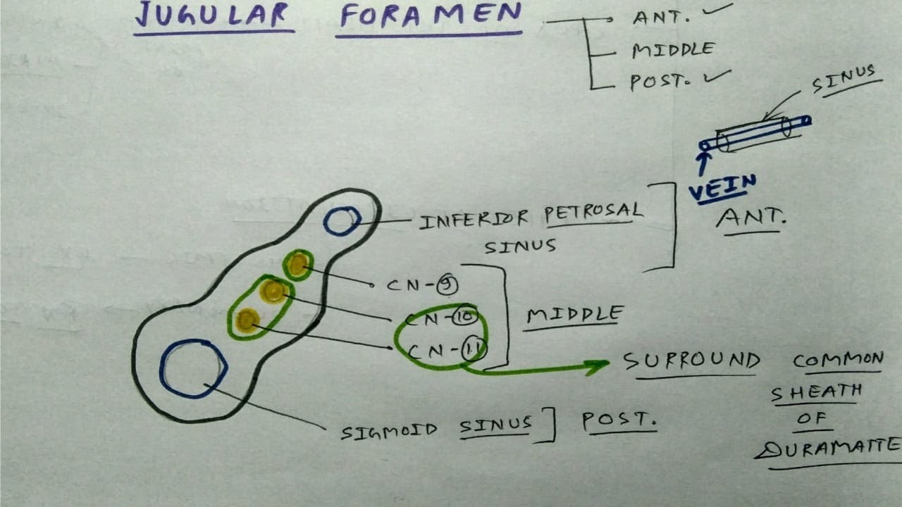 Jugular foramen Content - YouTube