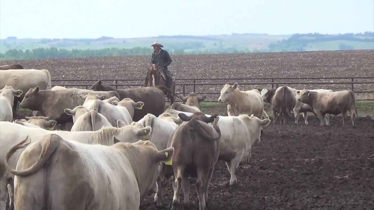 Harlan Feeders LLC - Orleans Nebraska - YouTube