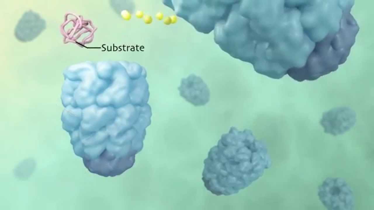 Active Cage Mechanism of Chaperonin-Assisted Protein Folding ...