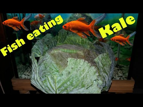 Feeding kale.My fish eating big kale.Arafat The Aquarium fish lover ...