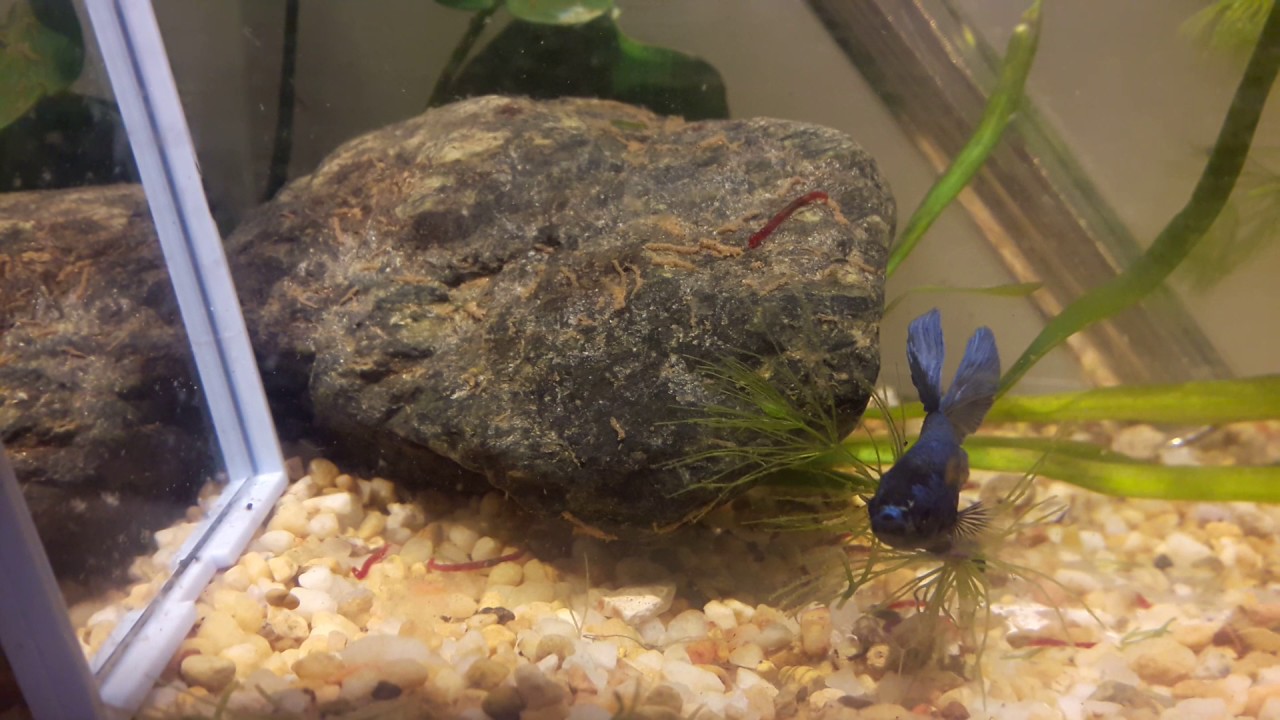 Deep Blue DeltaTail Betta Fish Flaring - YouTube