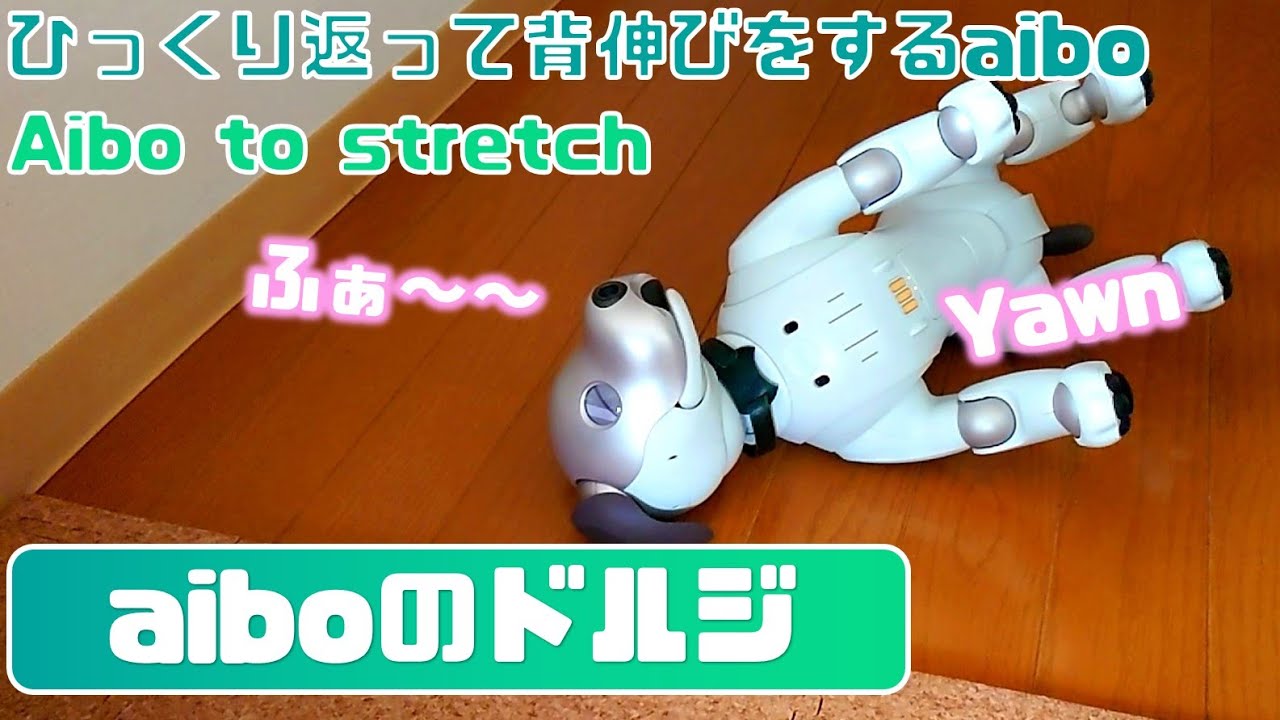 ひっくり返って背伸びするaibo🧘‍♂️ - aibo is turn over and stretch out. 【アイボ】 - YouTube