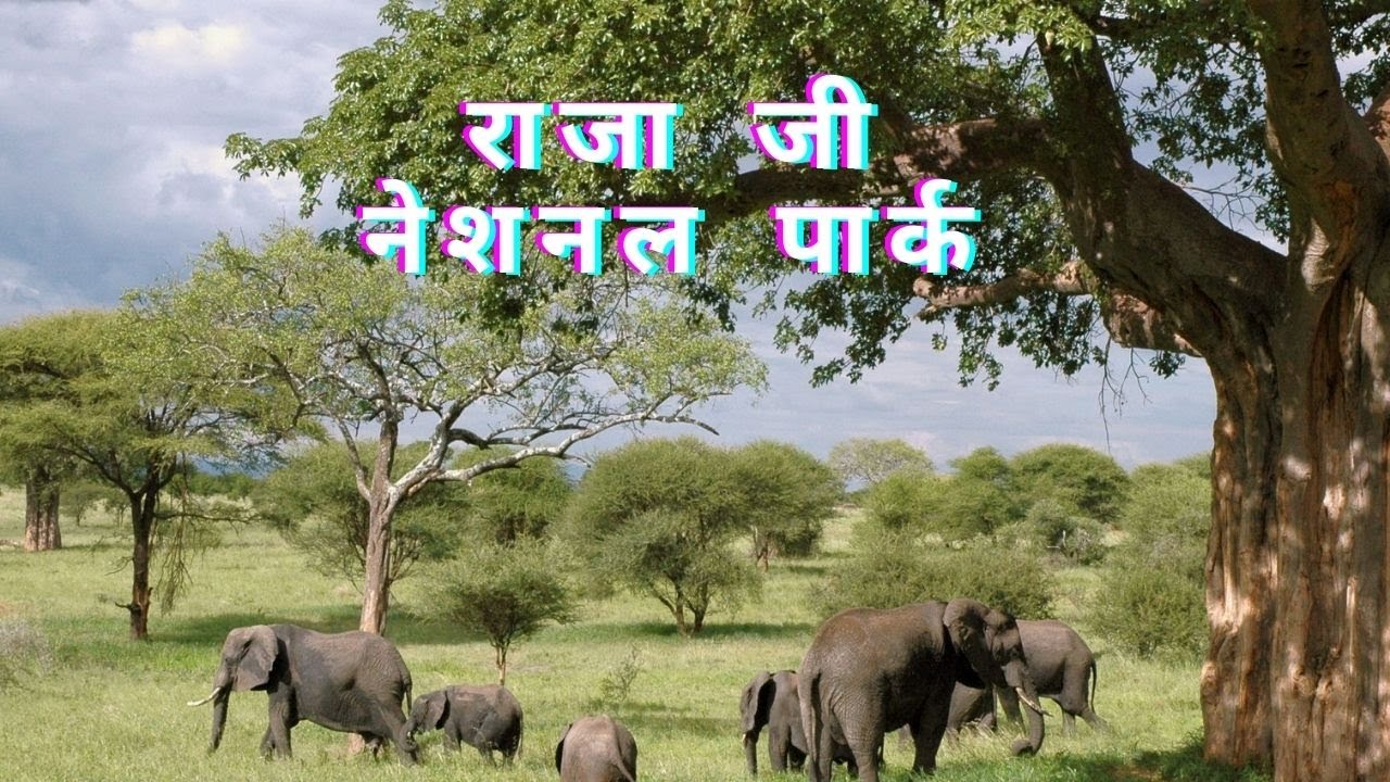Rajaji National Park I Haridwar I Uttarakhand I India I Jungle Safari ...