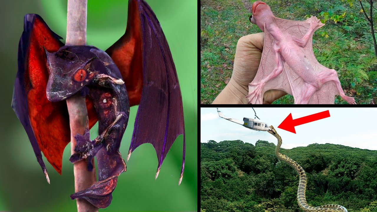 The Scariest Creatures Ever Caught - YouTube