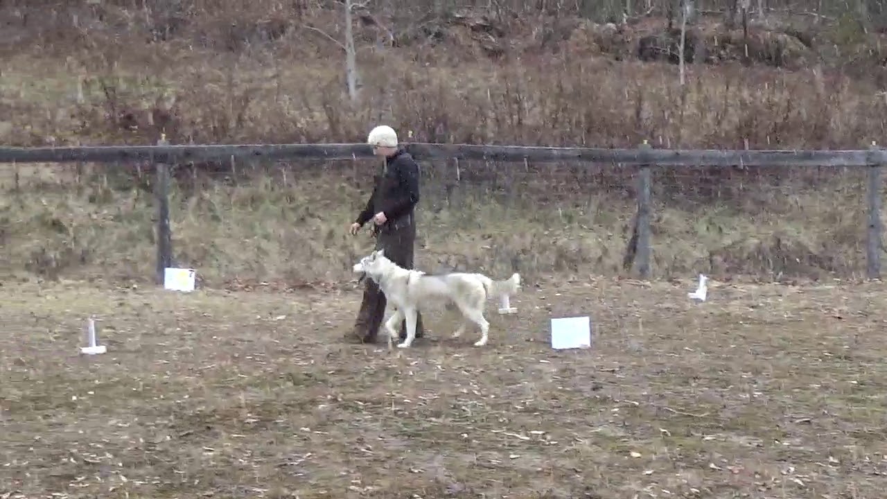 AKC Rally Novice Virtual Course 5- Early - YouTube