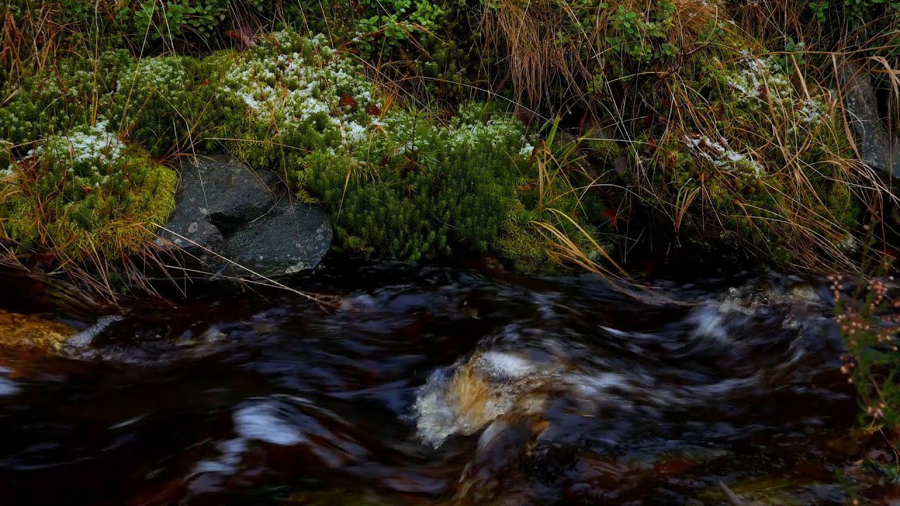 Running Spring Water | Stream | Nature Ambience - YouTube