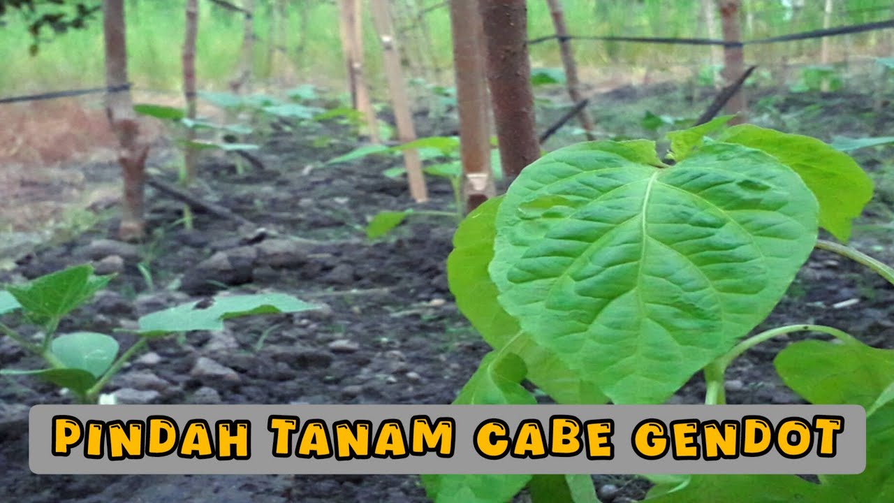 Pindah Tanam Tanaman Cabe Gendot - YouTube
