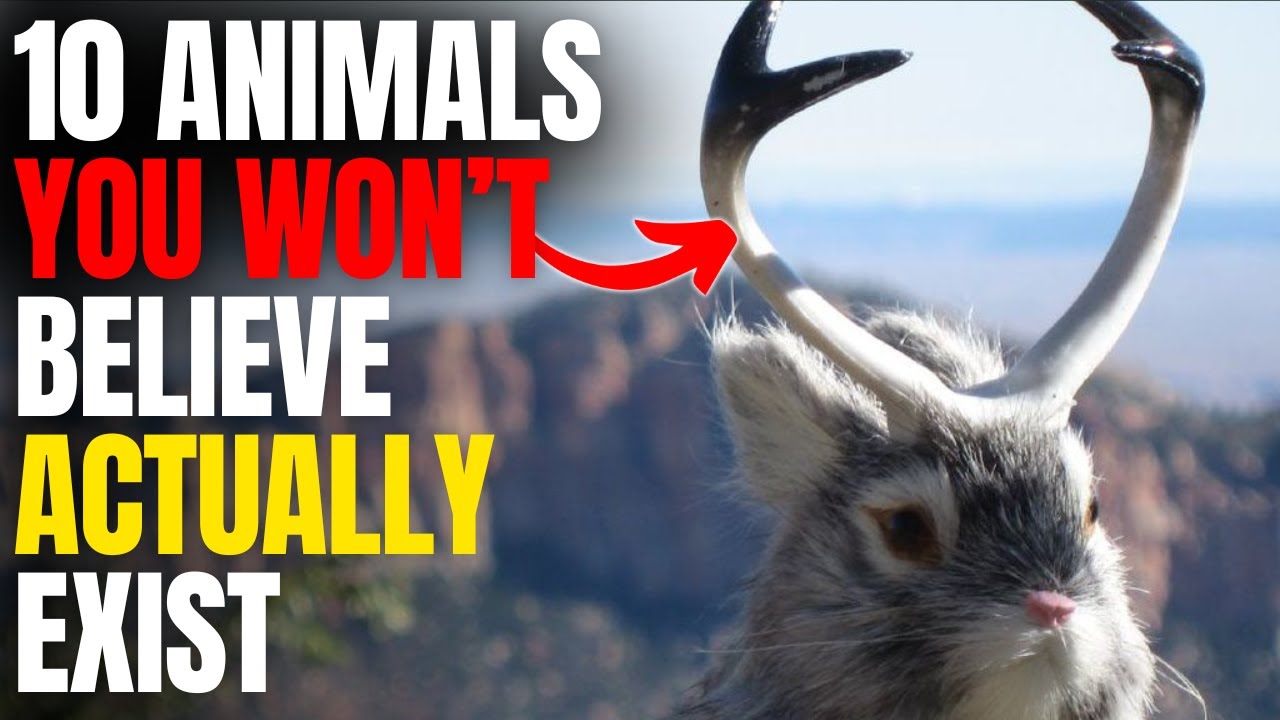 10 Animals You Won’t Believe Actually Exist - YouTube