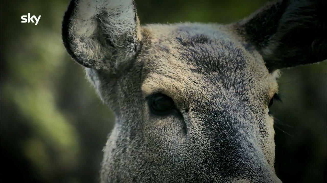 Patagonia, la vita ai confini del mondo - Trailer - YouTube