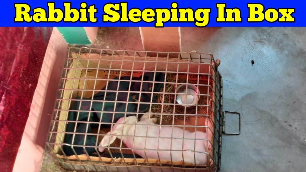 Rabbit Sleeping In Box|Rabbit Videos - YouTube