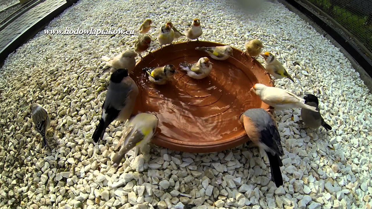 Szczygły(Carduelis Carduelis Major) 2013 - YouTube