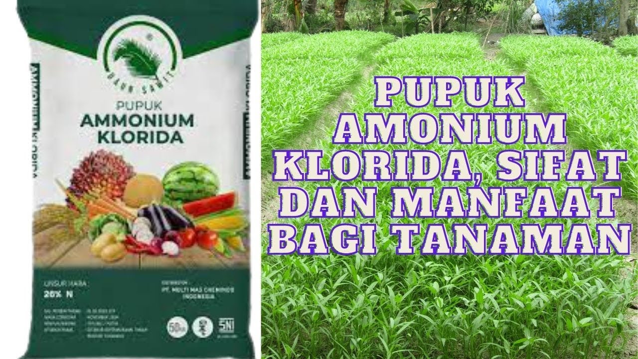 PUPUK AC, SIFAT DAN MANFAATNYA - YouTube