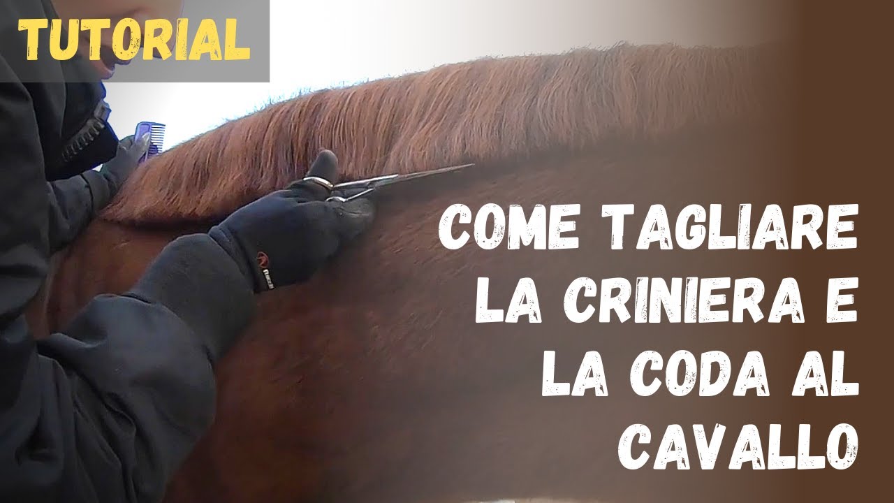 Come tagliare la criniera e la coda al cavallo - YouTube