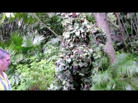 Tree Woman at Disney's Animal Kingdom - YouTube