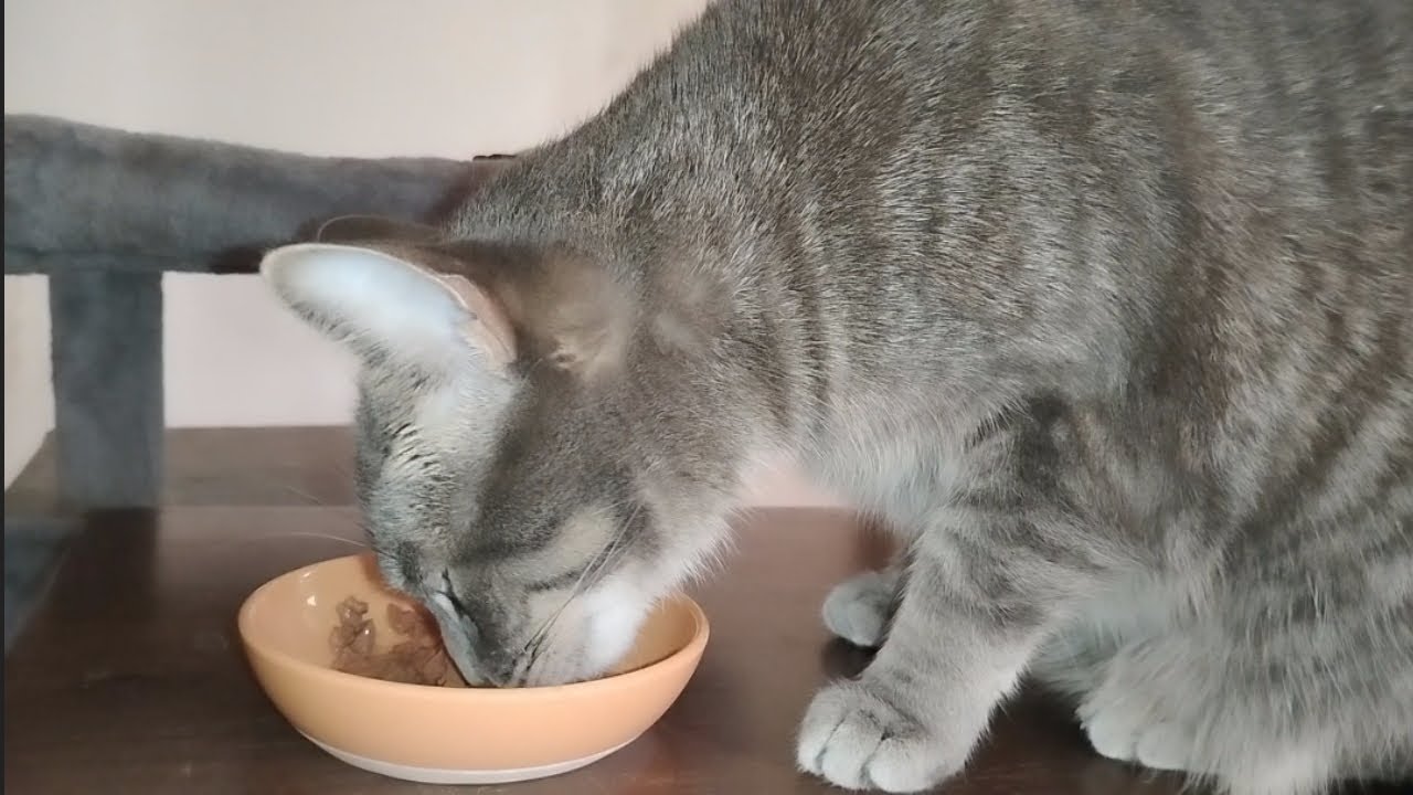Tabby Cat Eating Tuna Cuts - YouTube