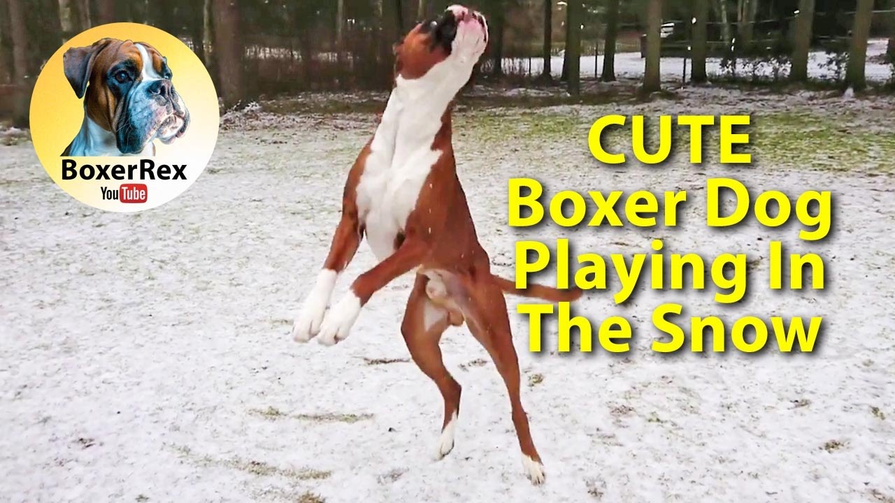 CUTE Boxer Dog Playing In The Snow 😂 - YouTube