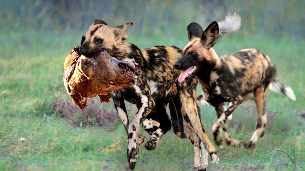 Wild Dogs - The Master In Battle Formation | The Power Of Unity - YouTube