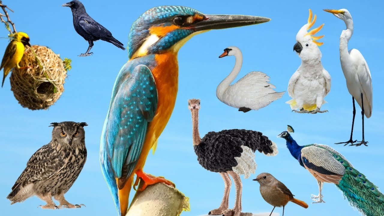 25 પક્ષીઓના નામ અને અવાજ || 25 Birds name and sound || Learn Bird Names ...