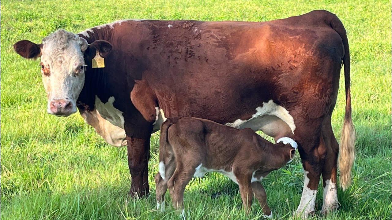 This could be a Problem, cow with large udders - YouTube