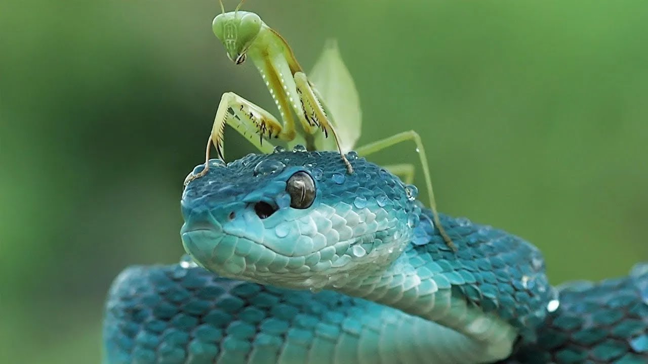 African Animal: Into the Forest - Amphibian | [HD]National Geographic ...