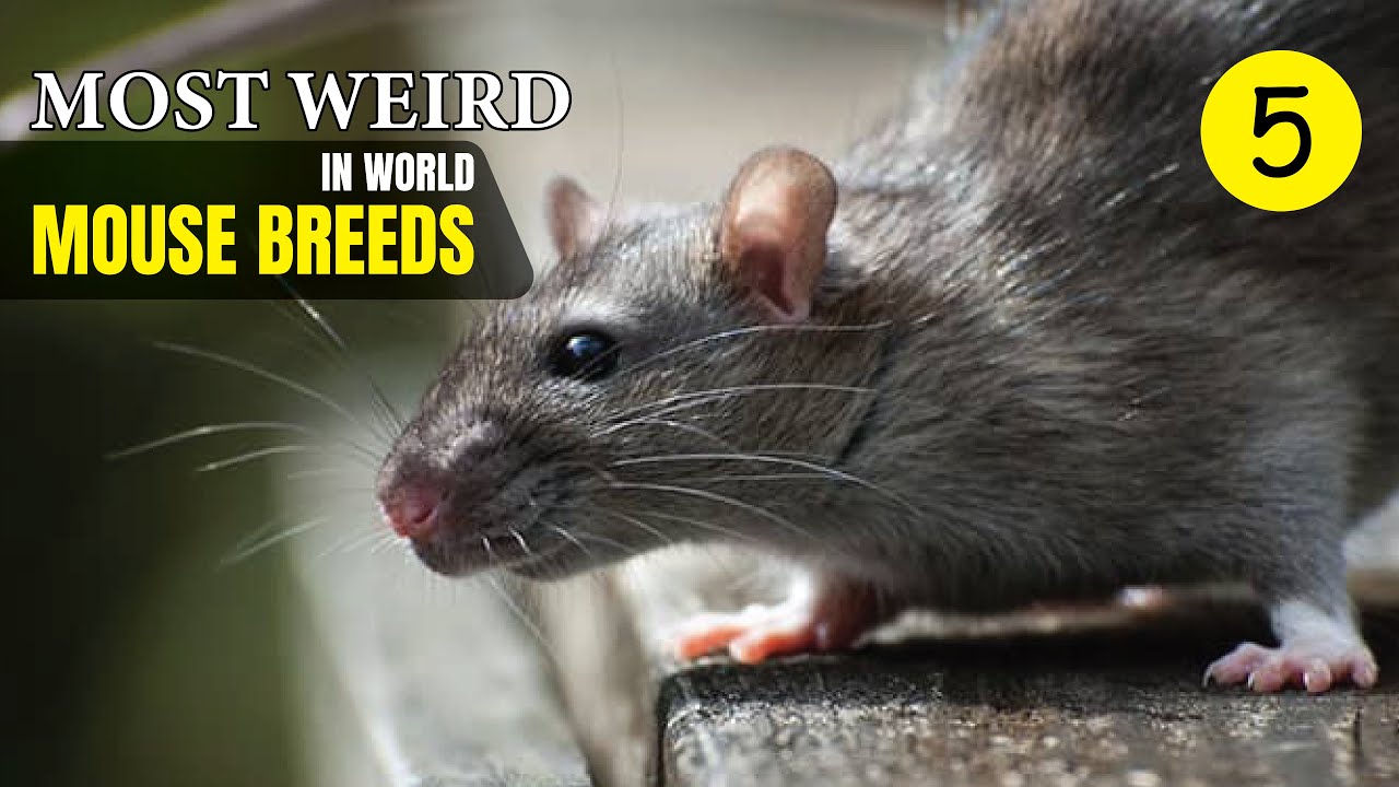 Most Weird Mouse Breeds In The World | Wild Whim - YouTube