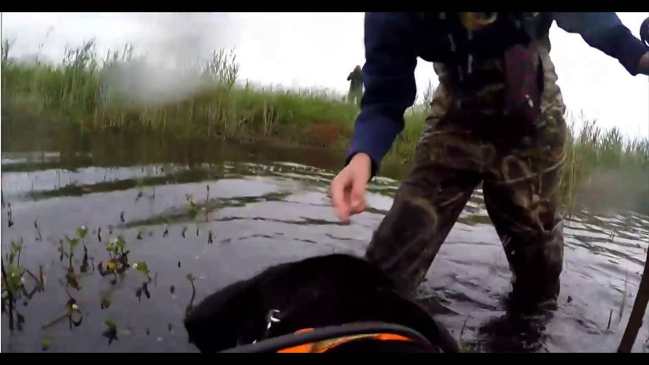 Detector dog Mya searches for nutria scat - YouTube