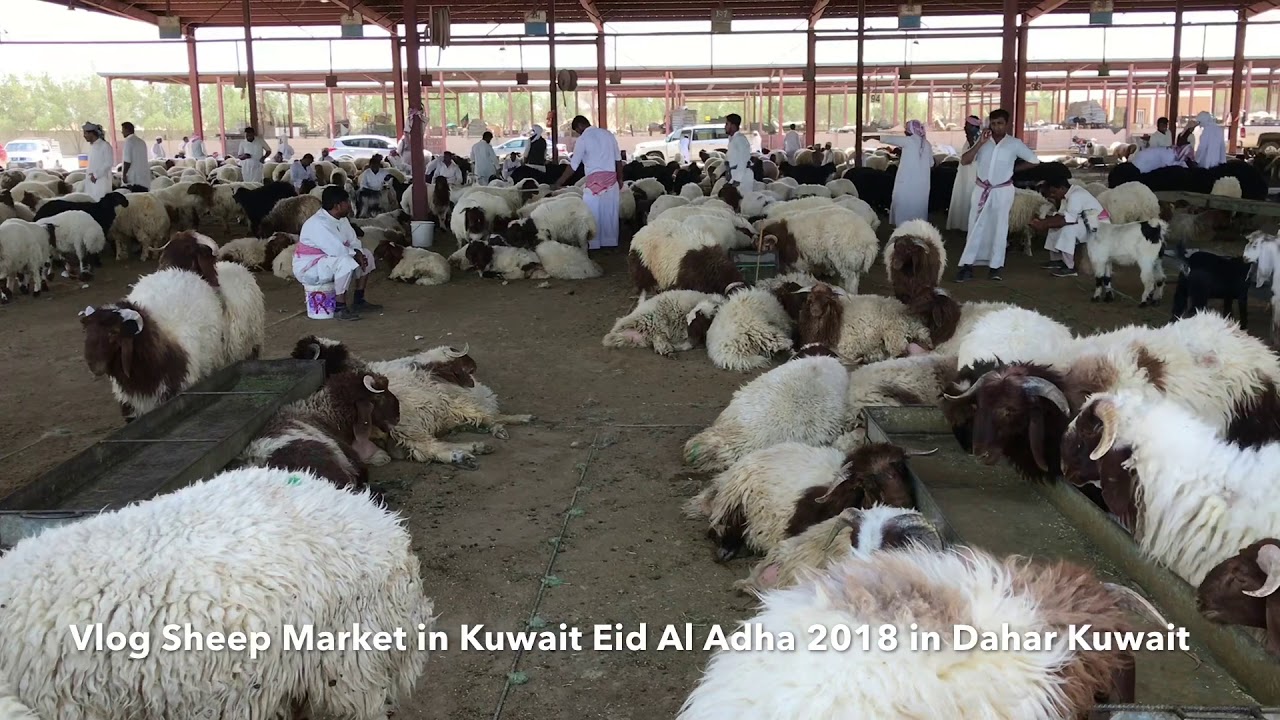 Dumba / Goat / Camel Market for Eid Al Adha 2018 in Dahar Area Kuwait ...