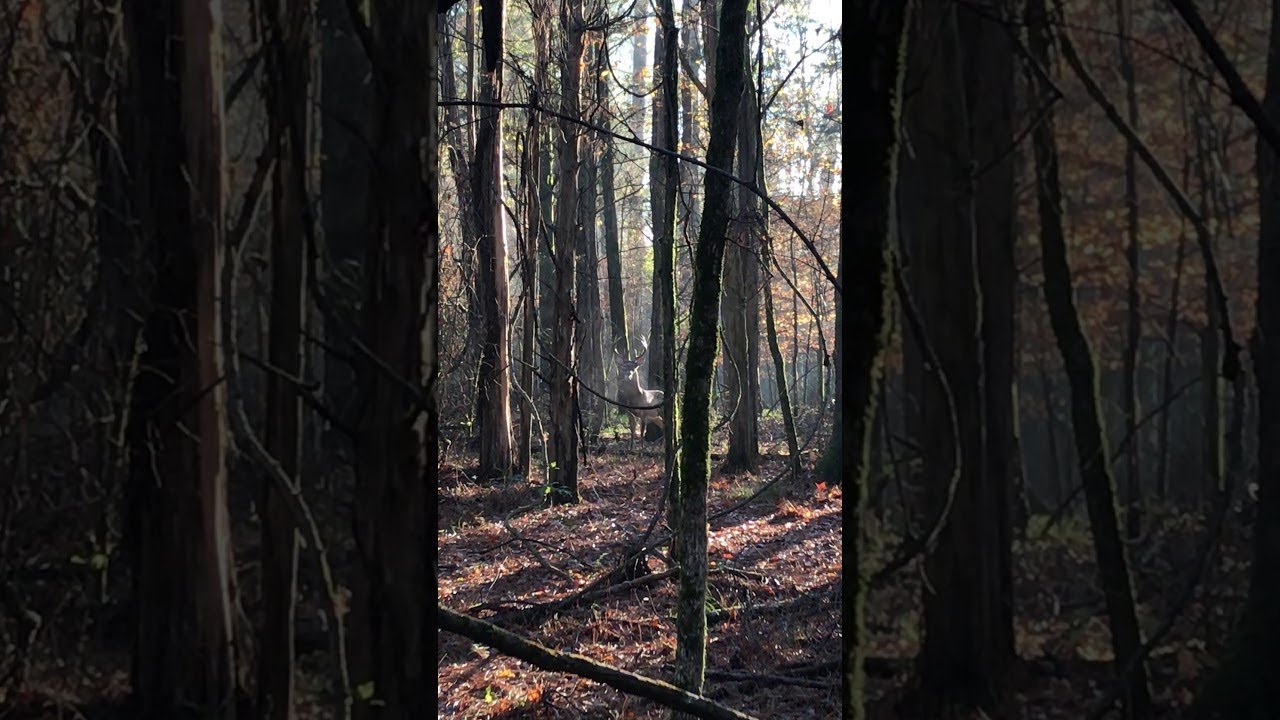 Whitetail Buck Encounter With a Serious Snort || ViralHog - YouTube