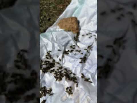 Zayıf kovana sorunsuz hızlı arı birleştirme. detaylar açıklamada.