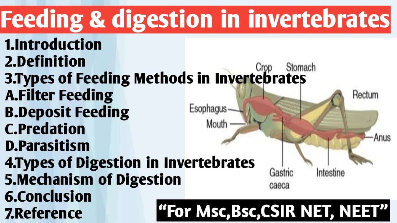 Feeding and digestion in Invertebrates | Feeding in Invertebrates ...