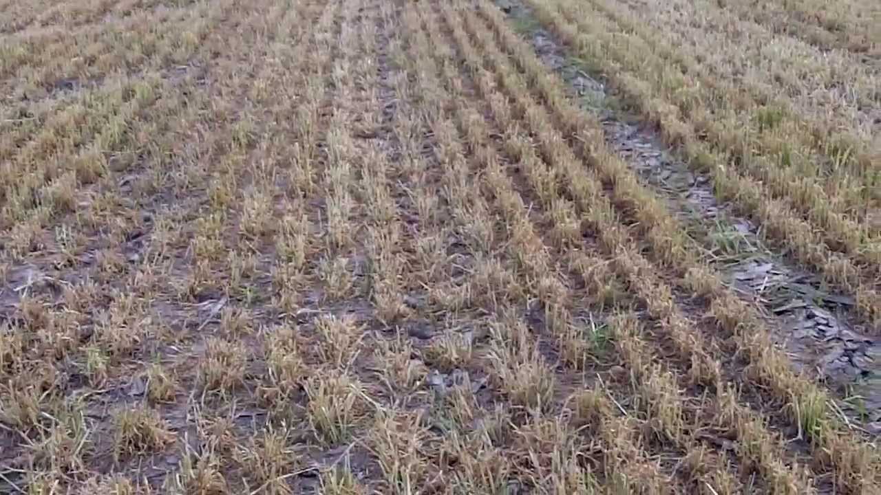 Winter Barley used as cover crop and haylage - YouTube