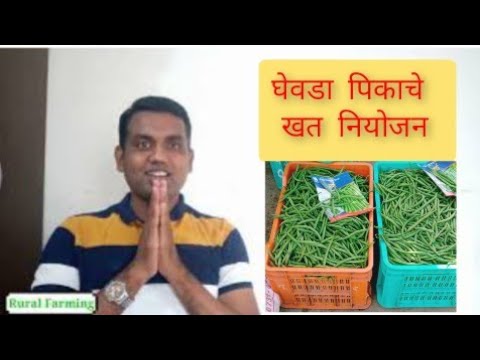 घेवडा पिकाचे खत नियोजन संम्पूर्ण माहिती #घेवडा #पिक #ghewada #khate # ...