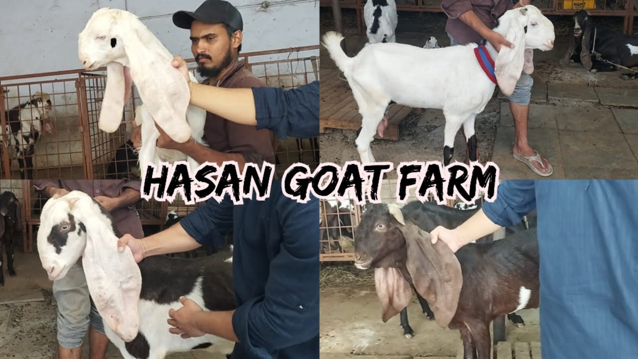 Hassan Goat Farm | Nasi Gulabi Ablak Bakriya| Top Hyderabadi Collection ...