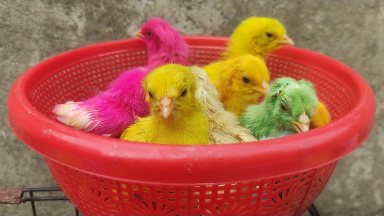 Menangkap Ayam lucu,Ayam warna warni,Ayam rainbow,Bebek,Angsa,kucing ...