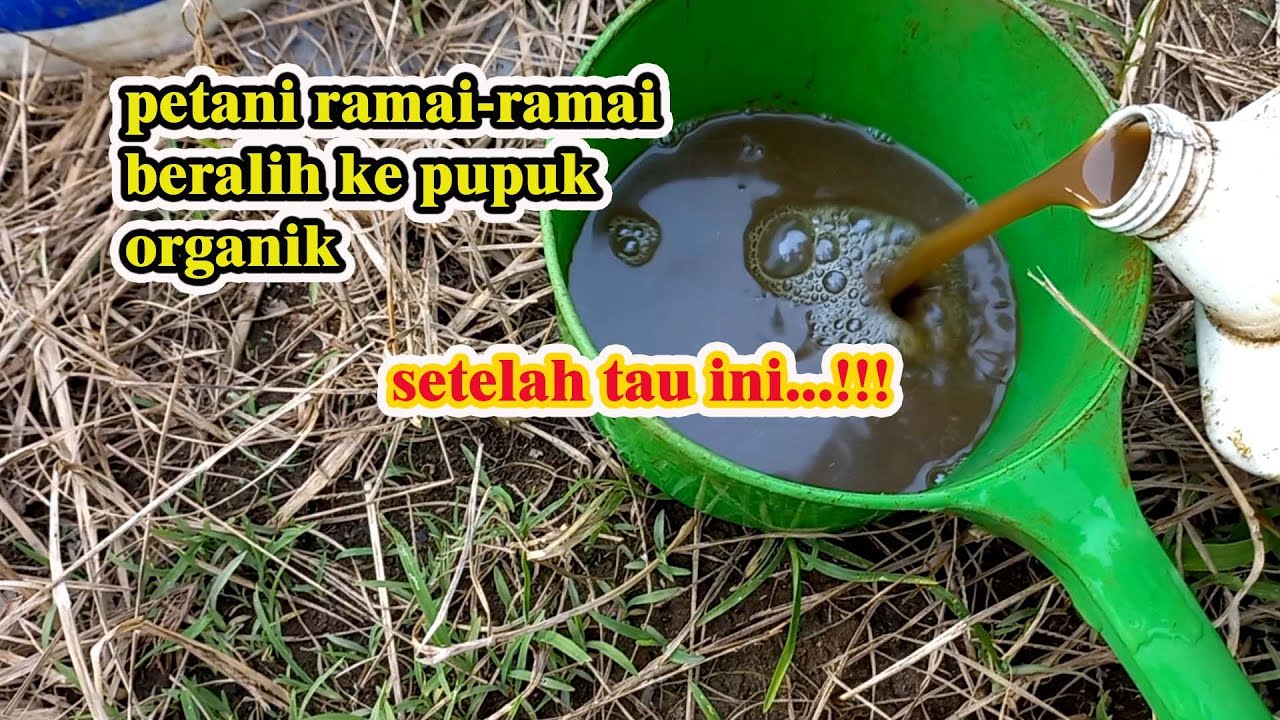 cara menggunakan pupuk organik cair urine kambing buatan sendiri - YouTube