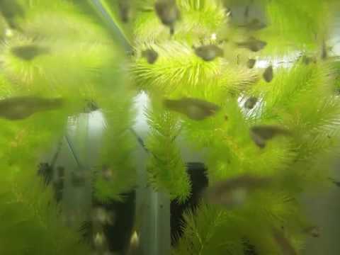 Cumana Rainbow Endlers (Voisin 2013) - YouTube