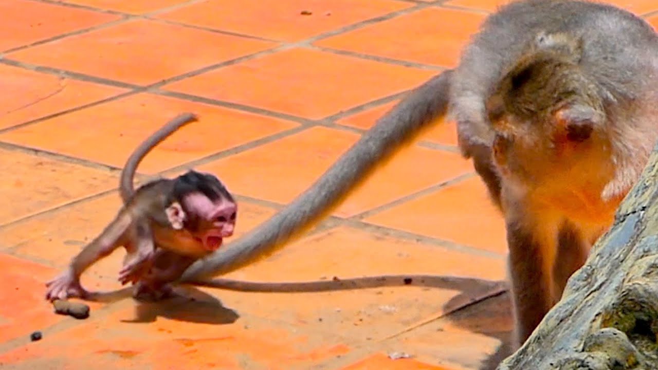 Reaction Baby Monkey Bella cries loudly Mama Monkey Berry disciplines ...