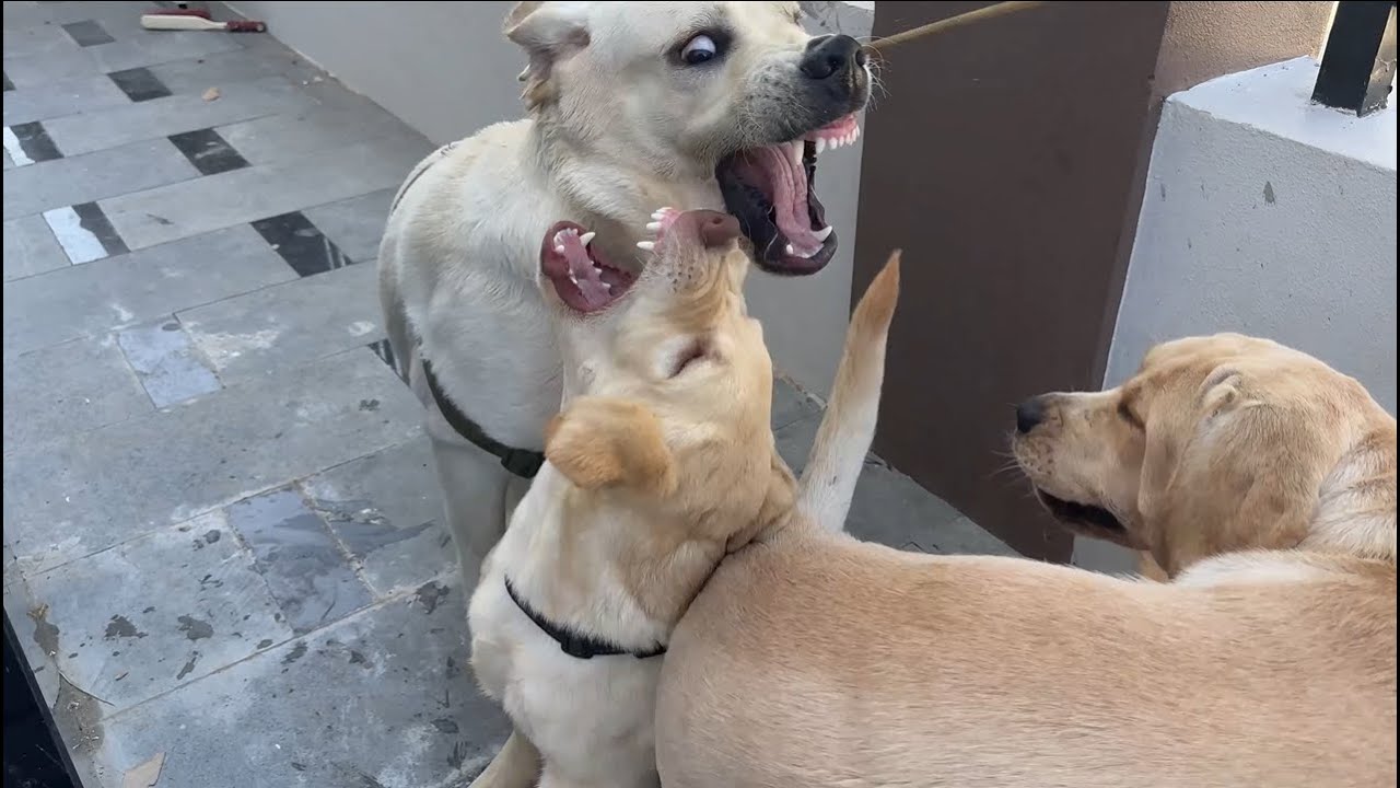 Angry Dog Family Look Labrador Retriever my Pet - YouTube