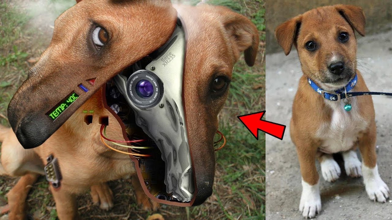 ये Animal है या चमत्कार | 10 Future Inventions That Will Blow Your Mind ...