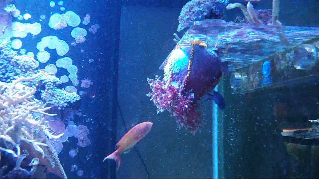 Episode 66 - Sea Apple Care...An Apple a Day! - YouTube