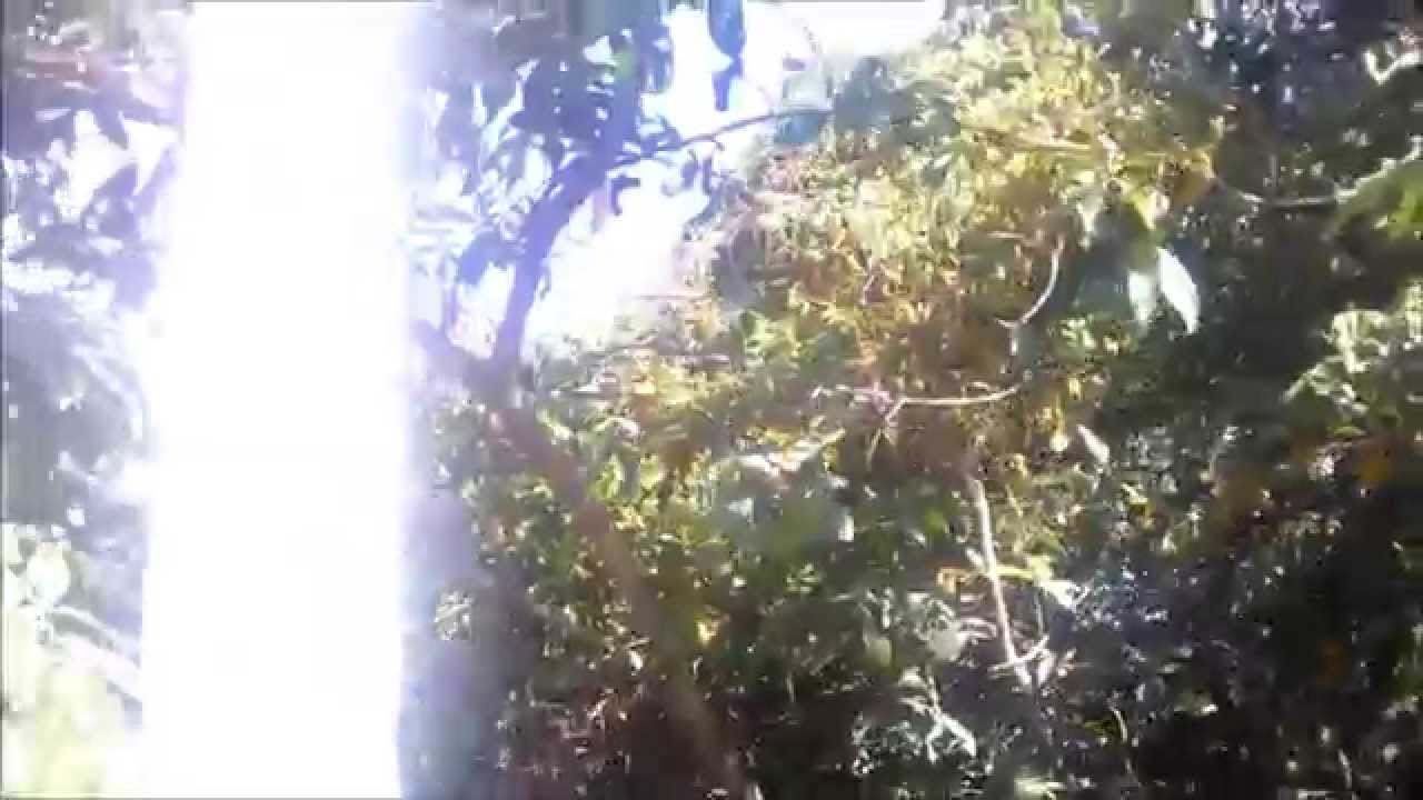 Ingá açú amarelo - YouTube