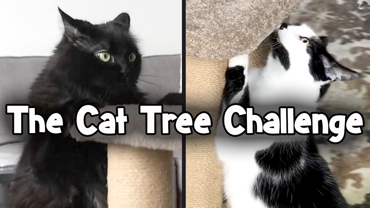The Cat Olympics - Cat Tree Climb - YouTube
