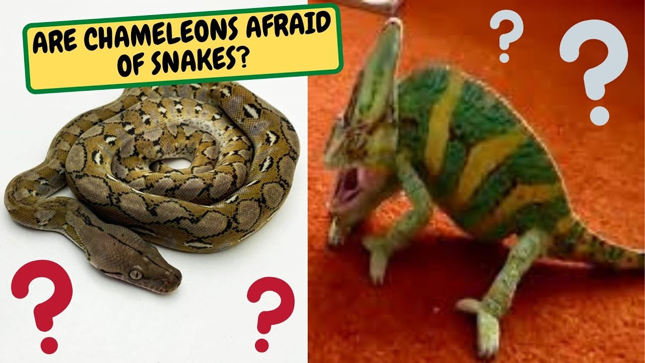 Are Chameleons Afraid Of Snakes? (Snake Island Exotics) - YouTube