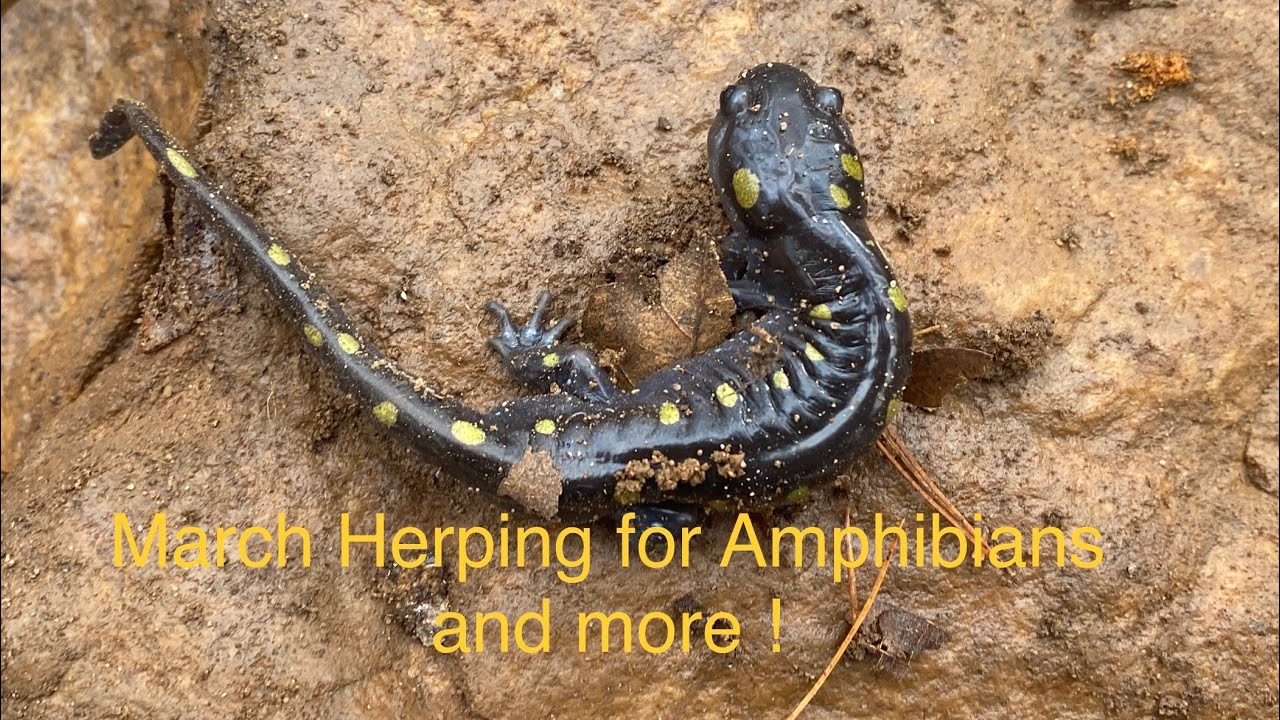 Herping Vlog (2023 ) - Episode 1- March Herping for Amphibians. We find ...